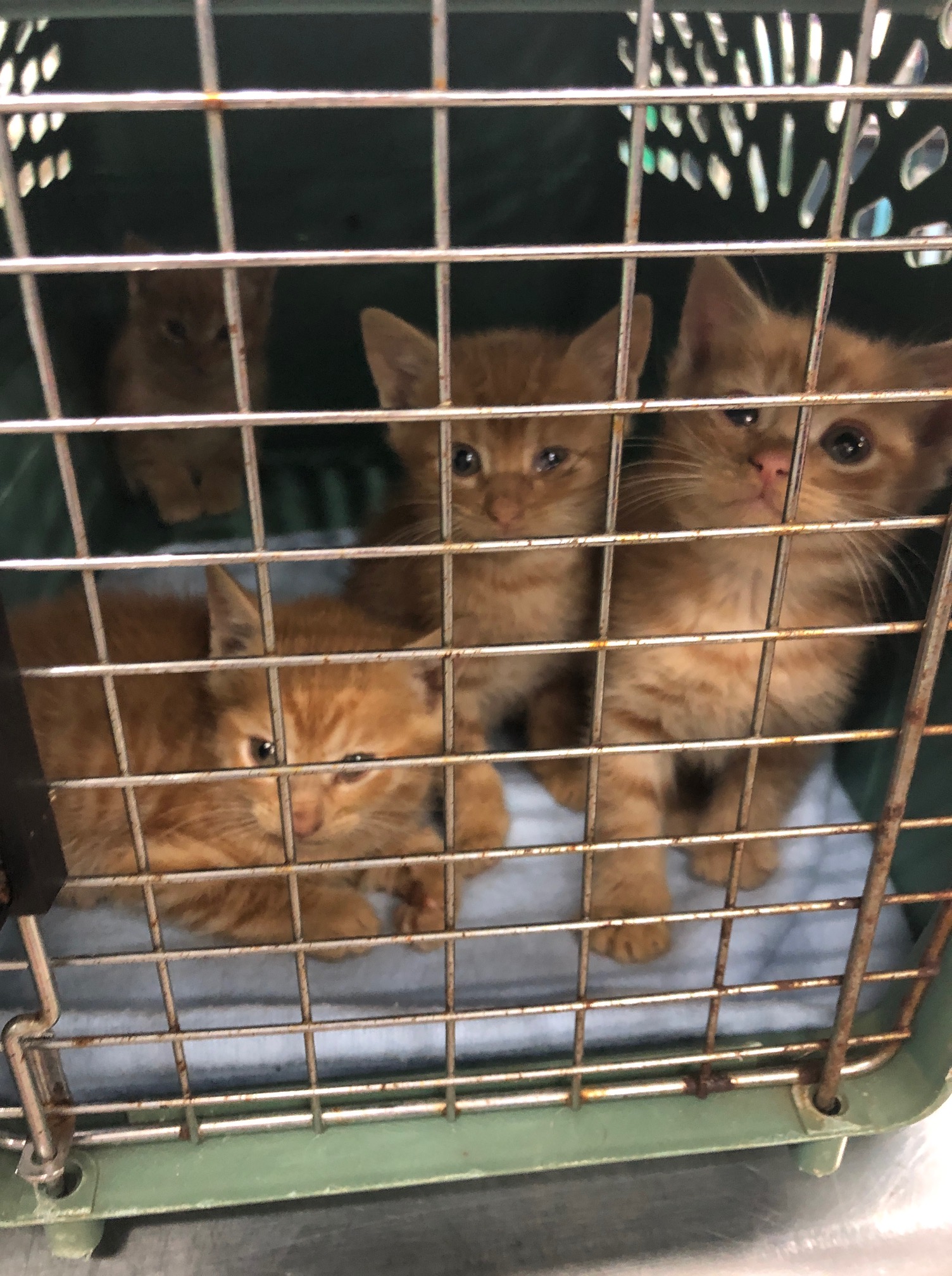 Adoption – Purring Hearts VA