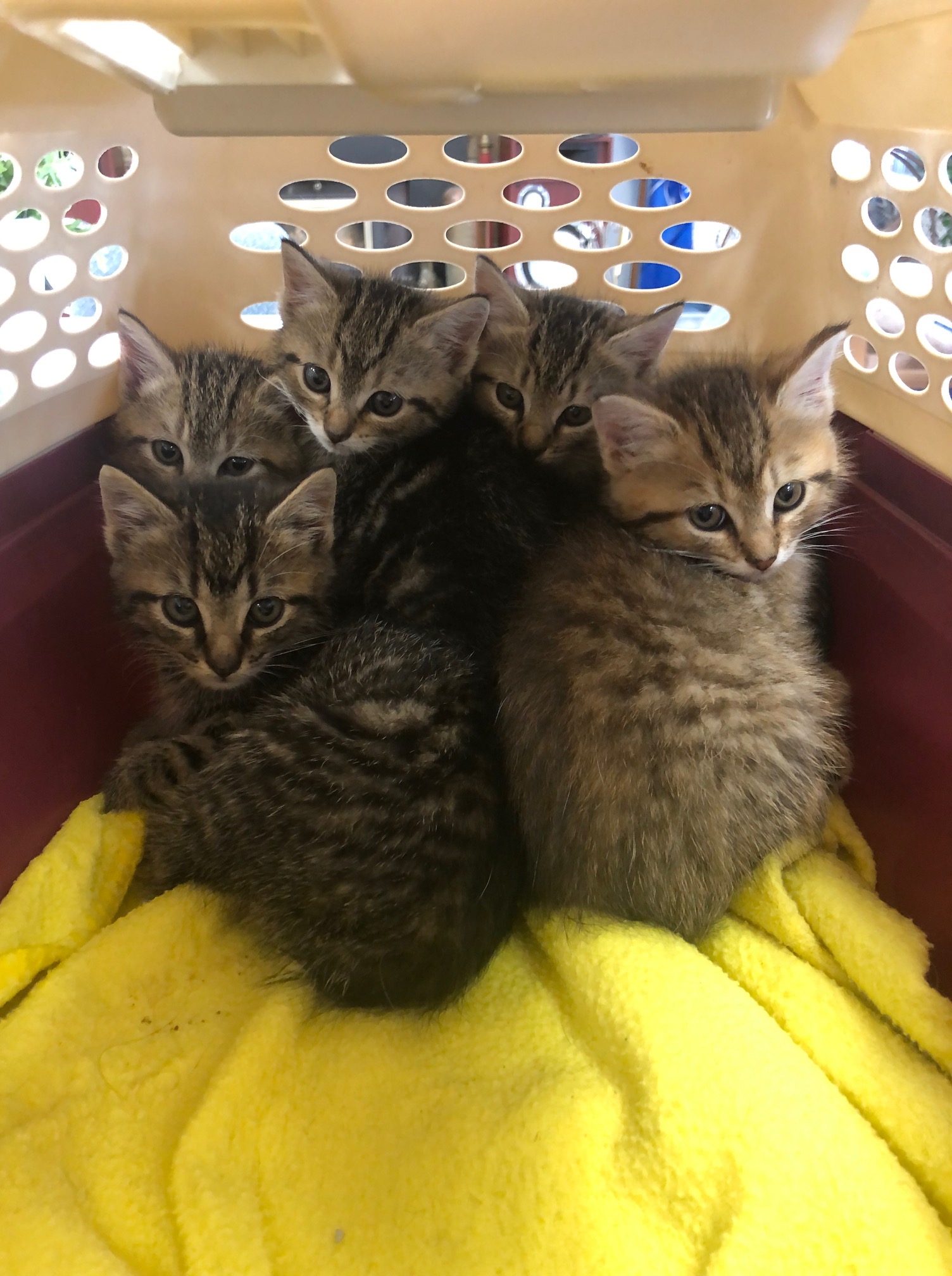 Adoption – Purring Hearts VA