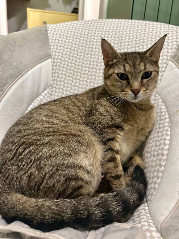 Available Cats and Kittens – Purring Hearts VA